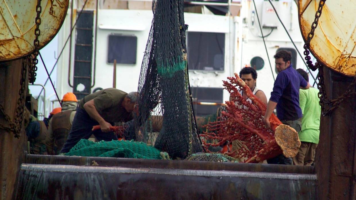 Article. Bottom trawling causing permanent damage to deep sea forests ...