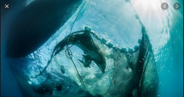 Article. 44 dolphins caught in fishing nets. 15 Dec 2017 – Rescue Fish