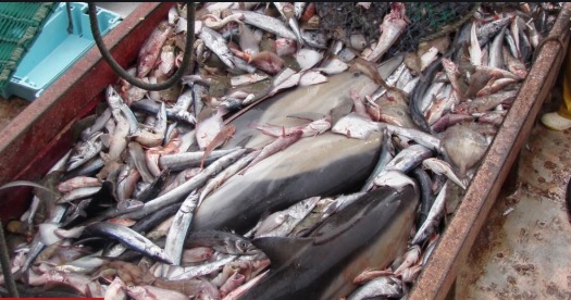 Report. Reducing marine mammal fishing mortality. FAO. 2018 – Rescue Fish