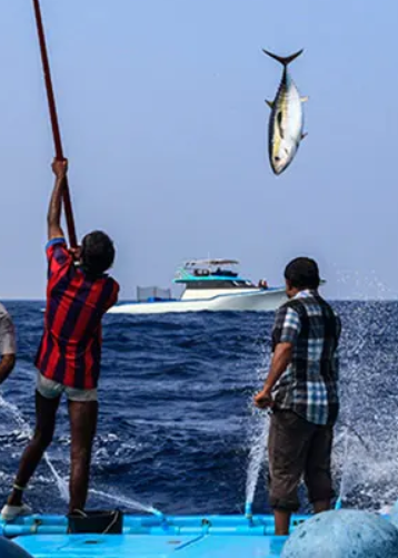 Article. Pole and line fishing in the tuna market. Aug 2013 – Rescue Fish
